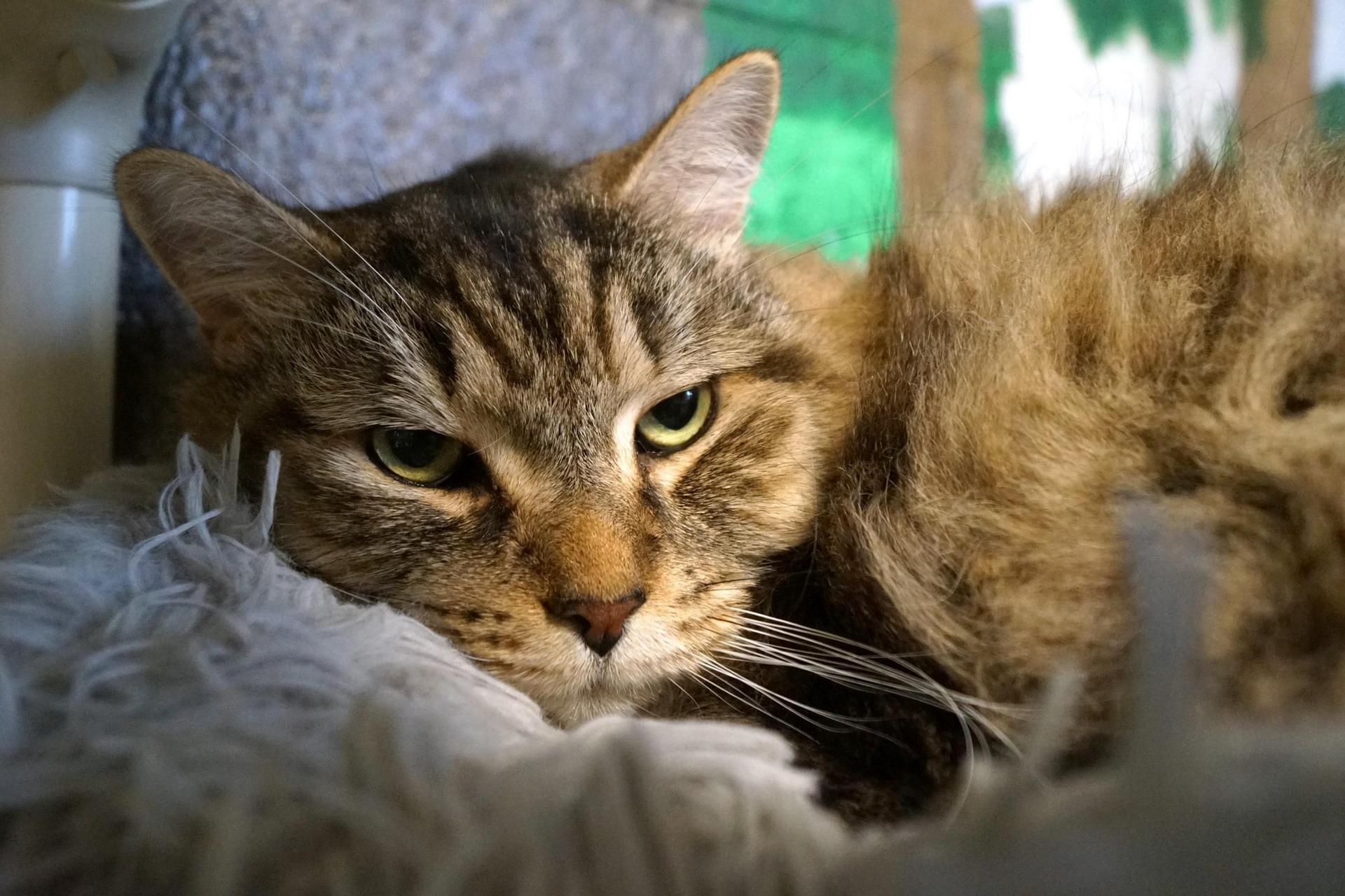 Adoptable Cats 3