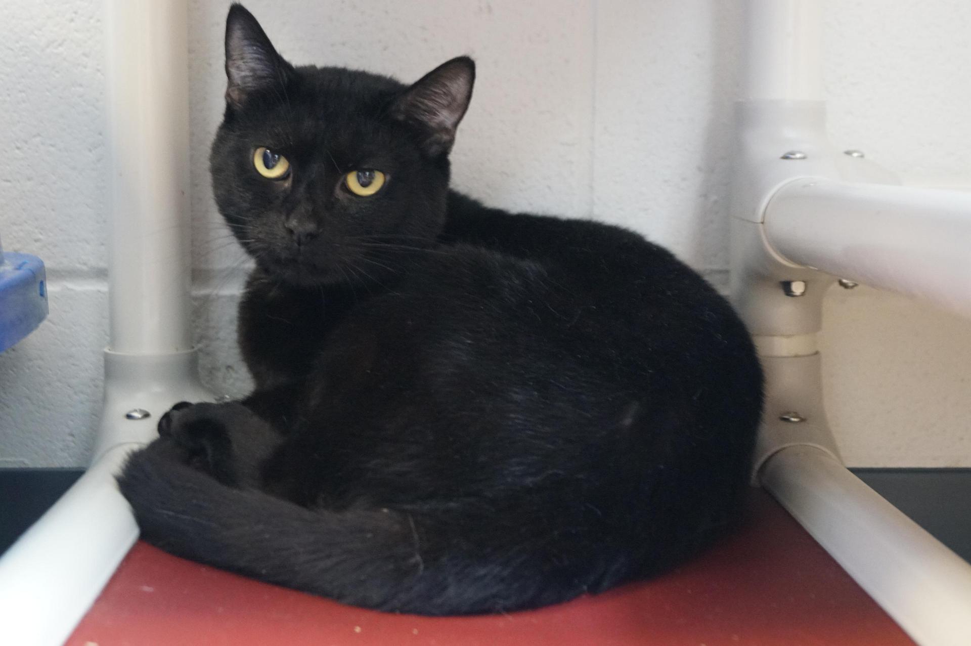 Adoptable Cats 3